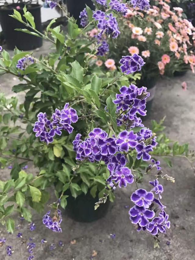 此花名为紫金露，开花量大还好养