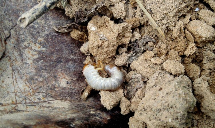 农村花生地里这种虫子 长大后变成了金龟子|蛴螬|金龟子|虫子|幼苗|幼虫_新浪新闻
