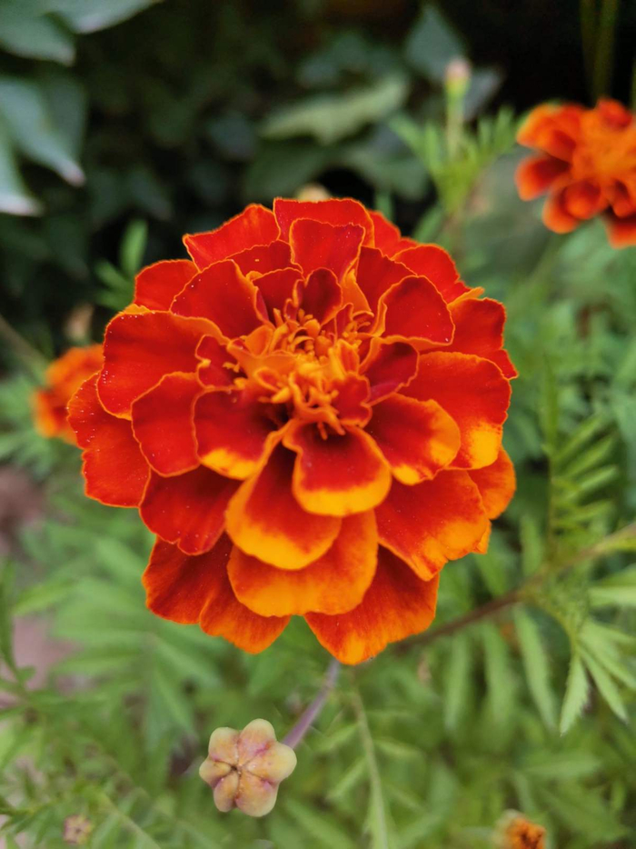 花香扑鼻？错了，这4种花臭到没朋友，长得还不赖！