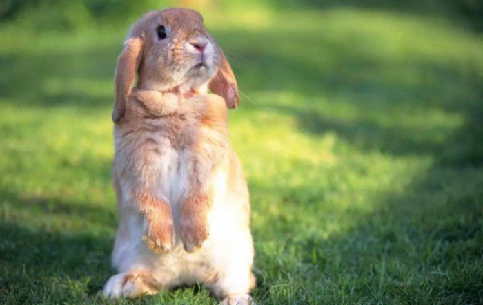 澳大利亚兔子一直在近亲繁殖，为何不灭绝？