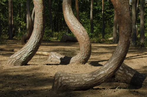 未解之谜，波兰这群树长成了反问号：¿¿¿