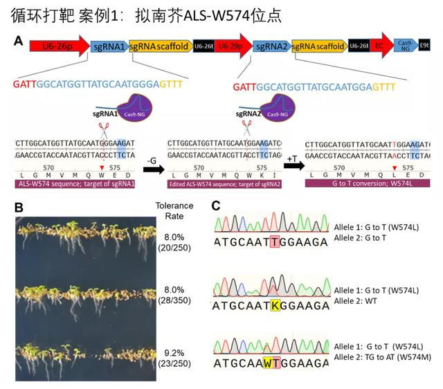 改变认知：普通Cas9也能进行碱基编辑\|碱基|基因|细胞_新浪新闻
