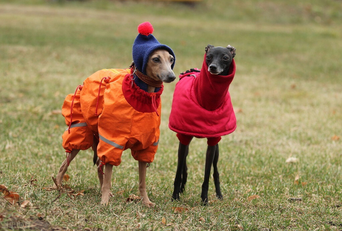 “战斗民族”俄罗斯人都喜欢的7大狗狗，忠诚又勇敢|牧羊犬|忠诚|俄罗斯
