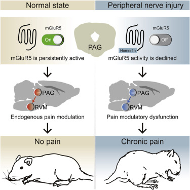 中脑导水管周围灰质（PAG）参与慢性疼痛的研究进展| 脑科学顶刊导读72期|灰质|水管|针灸_新浪新闻