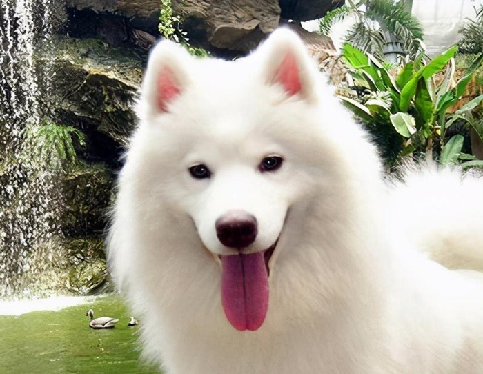 6招教你鉴别，你家的萨摩耶是纯种还是串串