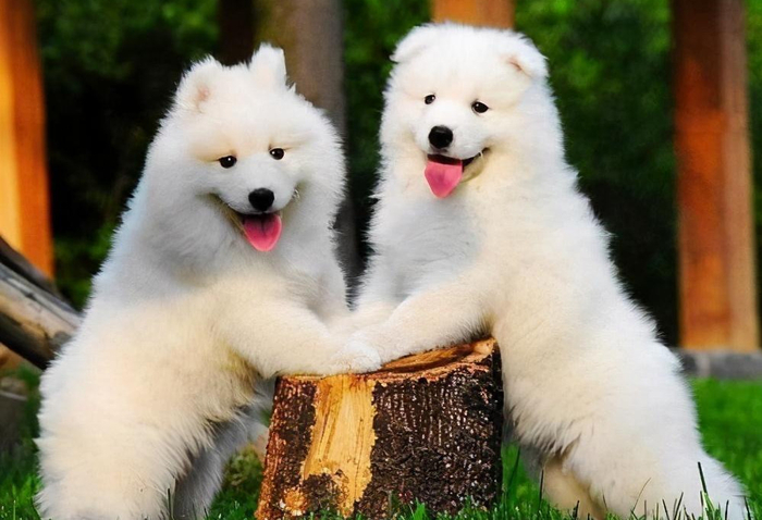 6招教你鉴别，你家的萨摩耶是纯种还是串串