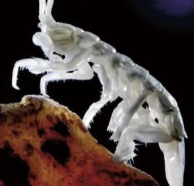 一次意外，让这个500万年前的洞穴被发现，里面藏着一群奇怪生物