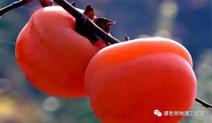 【地理百科】秋天吃柿子！柿子的常见品种分类有哪些？柿子红了，千万不要随便吃！快告诉家人..