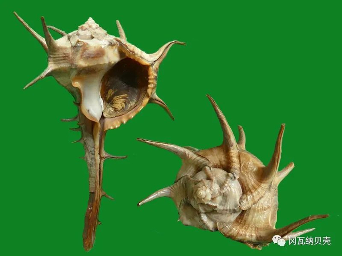 这片海域的贝壳是不是被你冷落了？|西非_新浪新闻