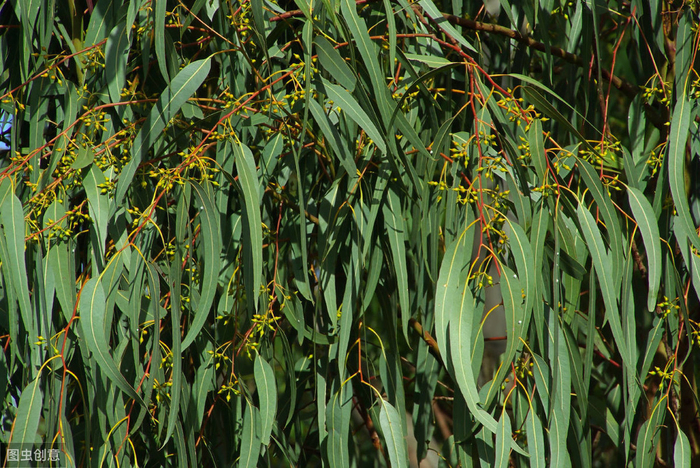 网红植物尤加利，真的有那么神奇吗？带你揭开它的神秘面纱
