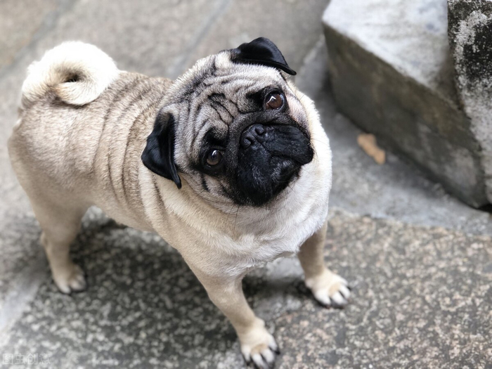 养了才知道，巴哥犬的9个优缺点，准备养的值得一看