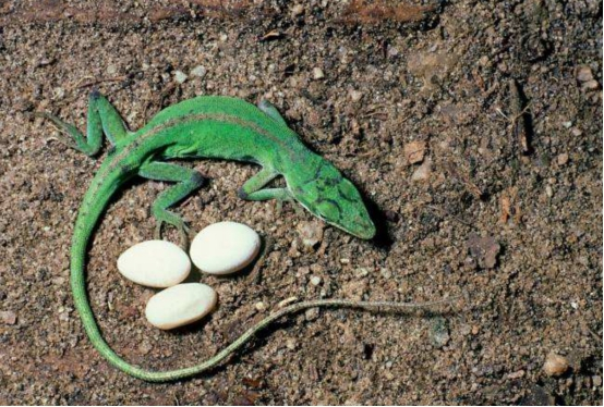 3.6亿年前就出现的爬行动物，它不仅是恐龙的祖先，也和人类有关