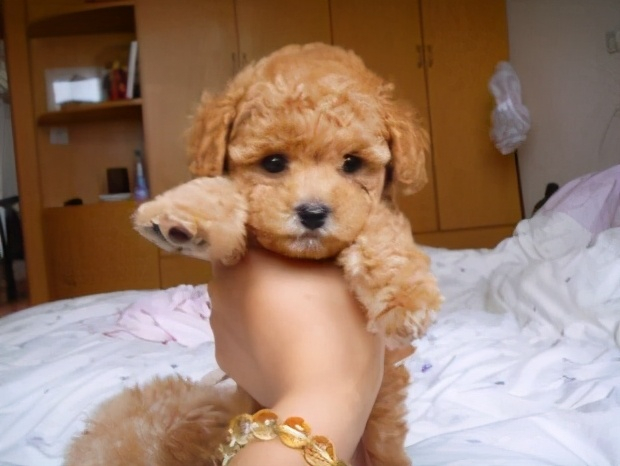 泰迪外号“泰日天”，为何泰迪这么喜欢“日天日地”？