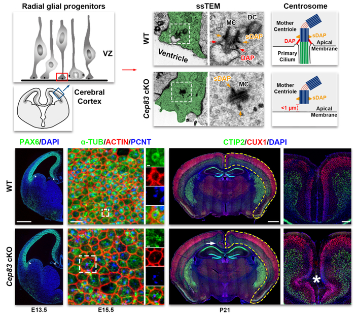 一年内3篇Nature、3篇Neuron ！清华-IDG/麦戈文脑科学联合研究院2020年成绩斐然|清华大学|论文_新浪新闻