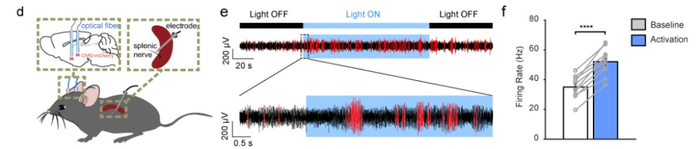 一年内3篇Nature、3篇Neuron ！清华-IDG/麦戈文脑科学联合研究院2020年成绩斐然|清华大学|论文_新浪新闻