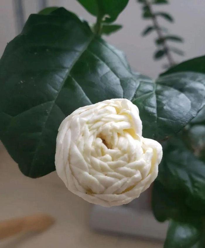 栀子、茉莉原来有5个品种，一个比一个香，叶子带花纹的更值钱