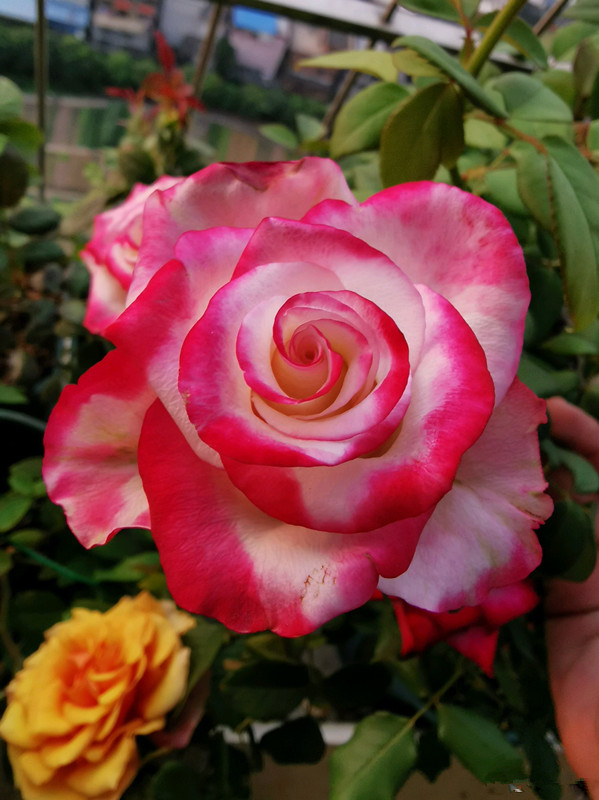 世界名花“红双喜”，花若玫瑰，香气四溢，家养一株！