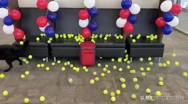 防爆犬即将退役，人们为它的“最后一嗅”准备了超大惊喜