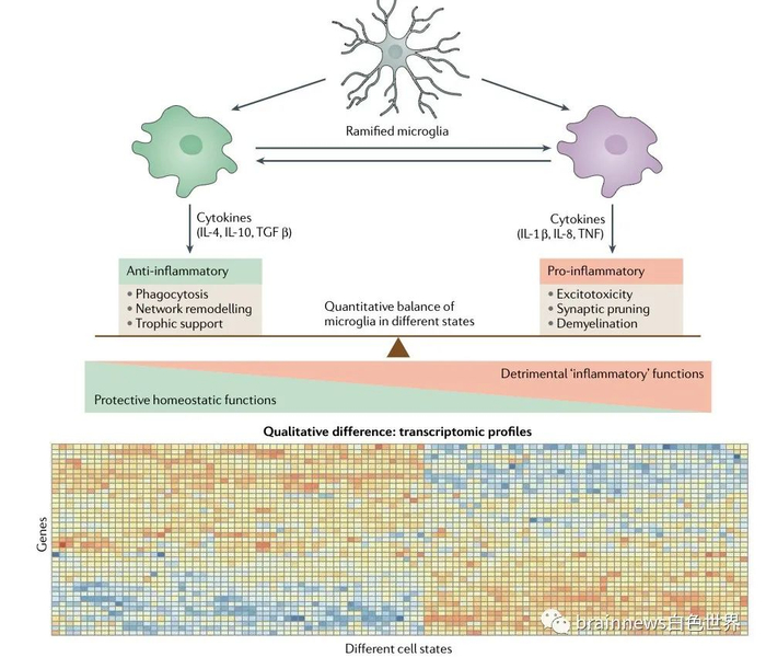 Nat Rev Neurol重磅综述： AD中的炎症和小胶质细胞激活互作相关|胶质|细胞|炎症_新浪新闻