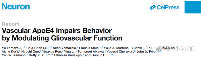 Neuron： 血管ApoE4通过调节胶质细胞的血管功能引起认知损伤|小鼠|细胞|血管_新浪新闻