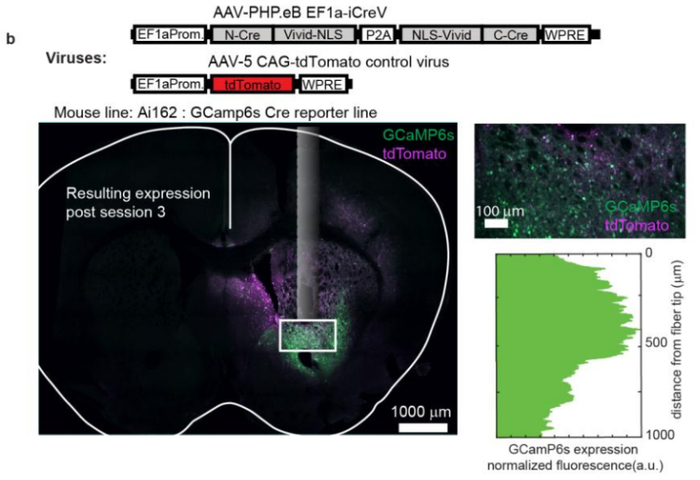 探索脑打开了新的大门：Allen Brain新技术，利用光照精确控制单个神经元的蛋白表达
