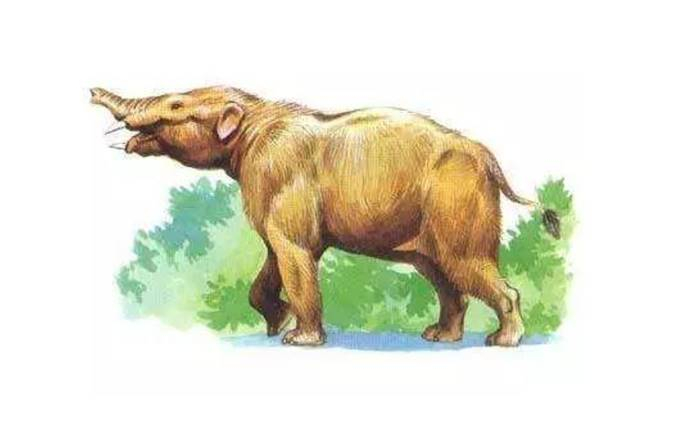 大象用鼻子喝水，为何不会被呛到？只因它们体内有个神奇开关