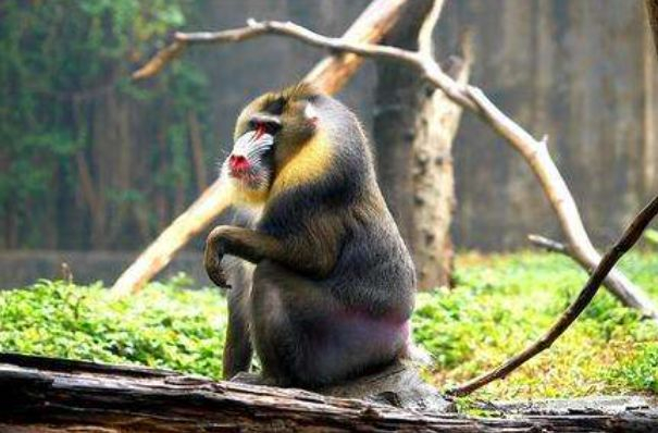 肖猴之人婚姻解析：这样的姻缘最好命，富贵荣华福禄多！