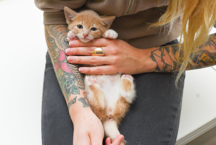 男猫新一代，中间有个圈！猫咪区分性别的方法