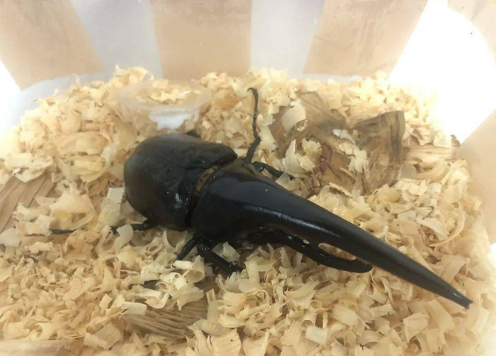 又是外来物种，5只活体长戟大兜虫在厦门被查，该甲虫危害多大？