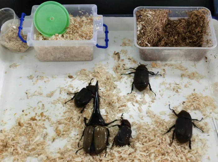 又是外来物种，5只活体长戟大兜虫在厦门被查，该甲虫危害多大？