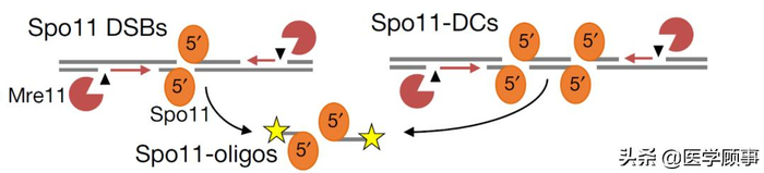 Nature:减数分裂中 DNA 双链可被Spo11 协同切割
