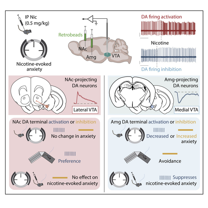 Neuron：尼古丁促进焦虑的神经环路机制