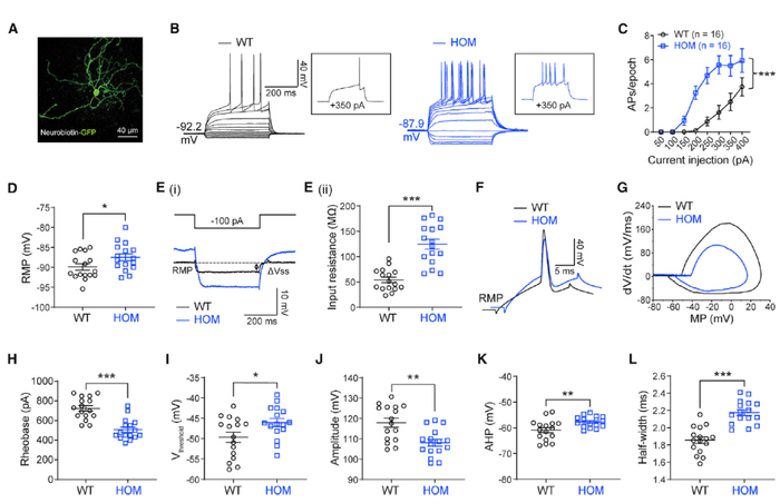 Cell Reports：电压门控钠离子通道缺失导致神经元兴奋性增加
