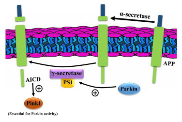 Front Aging Neurosci综述：Parkin介导线粒体自噬与阿尔兹海默病