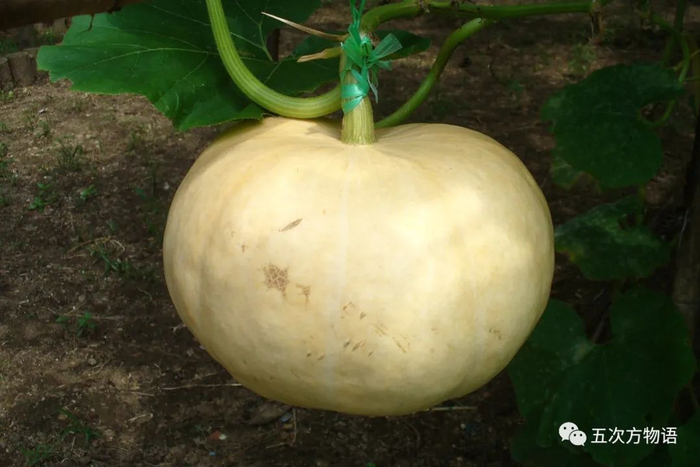 要做一个合格的吃瓜群众，你需要认识这些瓜