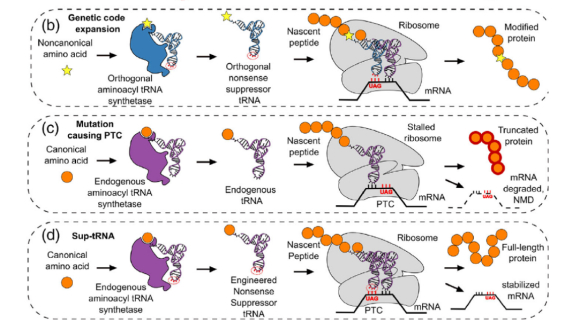 北大团队开创性发明罕见病「通用型」疗法，非天然氨基酸系统首次应用于DMD治疗 | 独家专访夏青|罕见病|夏青|天然氨基酸_新浪新闻