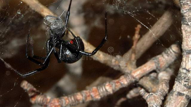 鳄鱼内卷？1.8米大鳄鱼被同类20秒吞下肚，还有啥物种也蚕食同类