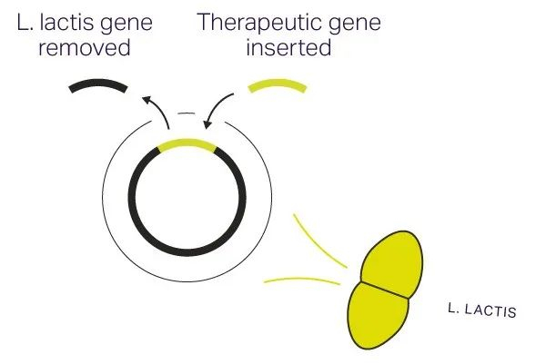 速递 | 基因工程改造益生菌，提供1型糖尿病新治疗模式