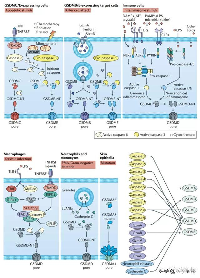 焦亡以及GSDMs蛋白你了解多少呢？|肿瘤_新浪新闻