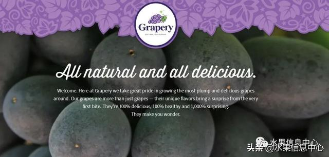 外表其貌不扬，糖度可达23，你吃过棉花糖味道的葡萄吗？