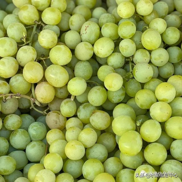 外表其貌不扬，糖度可达23，你吃过棉花糖味道的葡萄吗？|棉花糖|葡萄