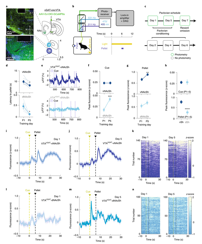 Nat Neurosci：破译VTA-NAc奖赏神经环路新机制|巴甫洛夫|小鼠|神经元|末端|研究者_新浪新闻