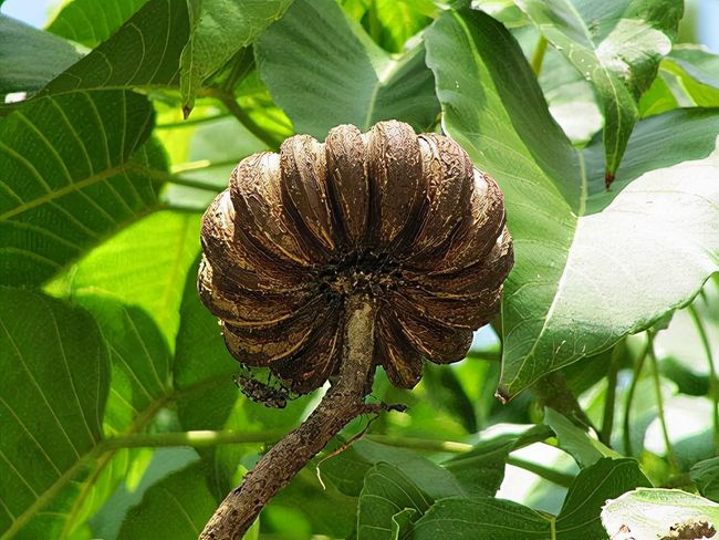 沙盒树到底有多恐怖？果实爆炸相当于中型炸弹，毒液可致人类失明|爆炸|果实|沙盒_新浪新闻