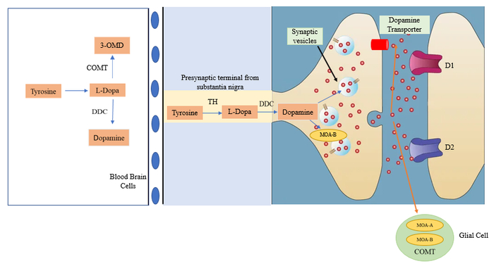 帕金森病中多巴胺的来龙去脉
