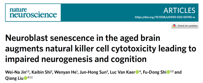 Nature Neurosci：神经系统衰老如何影响认知功能？看看NK细胞在其中发挥的重要作用|细胞|齿状回|神经_新浪新闻