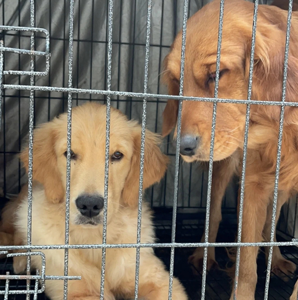 2只金毛被关在笼子里，一个月都没出去，主人很无奈：真没时间遛