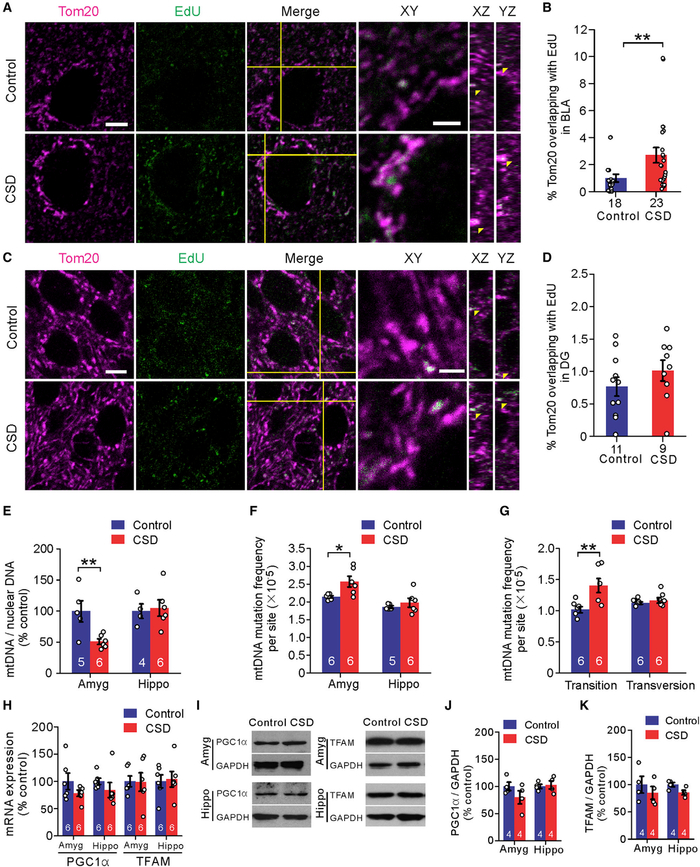 Neuron：线粒体自噬在慢性心理应激诱导的焦虑行为中发挥关键作用