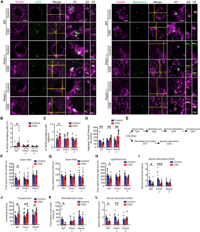 Neuron：线粒体自噬在慢性心理应激诱导的焦虑行为中发挥关键作用
