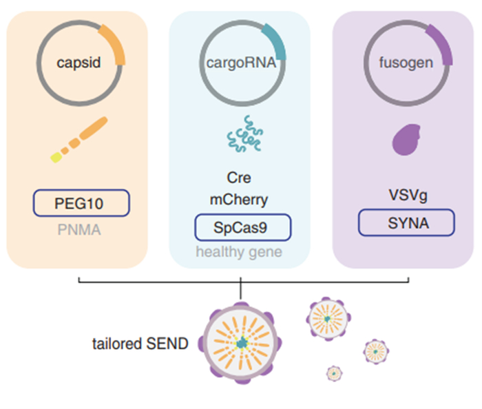Science：全新RNA递送平台：SEND系统！| 脑科学科普专栏27期