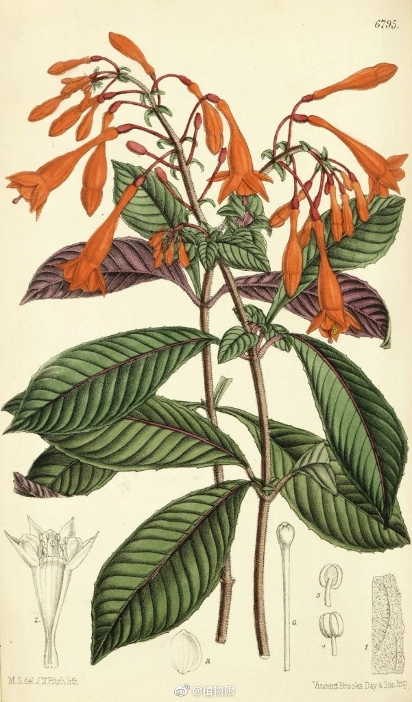 Matilda Smith『 玛蒂尔达·史密斯 』 1854—1926……